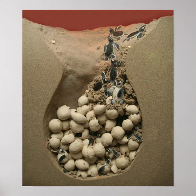 Baby Turtle Eggs Hatching Poster | Zazzle