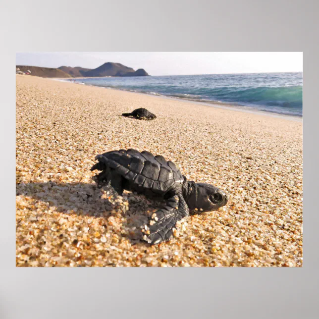 Baby Turtle Poster | Zazzle