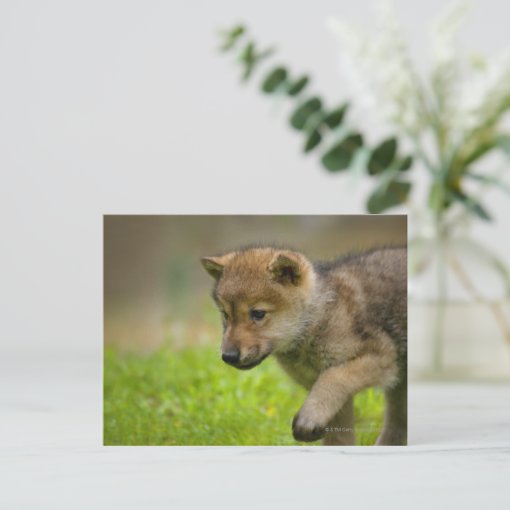 Baby Wolf Postcard | Zazzle