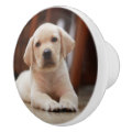 Baby Yellow Labrador Puppy Dog laying on Belly Ceramic Knob | Zazzle