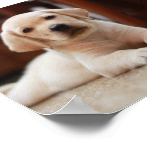 Baby Yellow Labrador Puppy Dog laying on Belly Poster | Zazzle