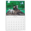 Babydoll Southdown Sheep 2020 NABSSAR Calendar | Zazzle