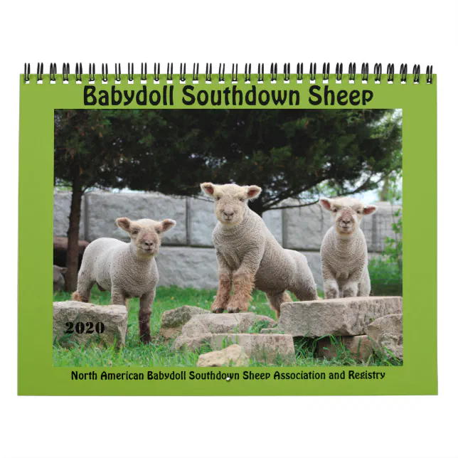 Babydoll Southdown Sheep 2020 NABSSAR Calendar | Zazzle