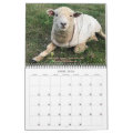 Babydoll Southdown Sheep 2020 NABSSAR Calendar | Zazzle