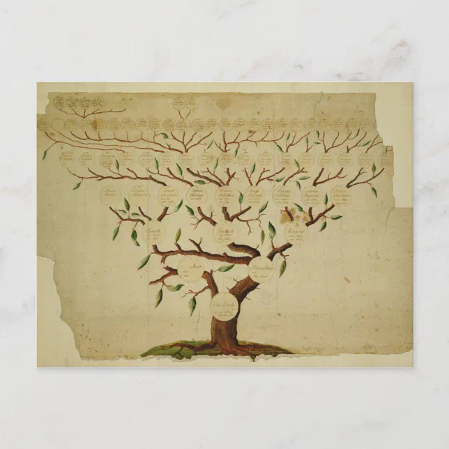 Bach Family Tree, c.1750-1770 Postcard | Zazzle