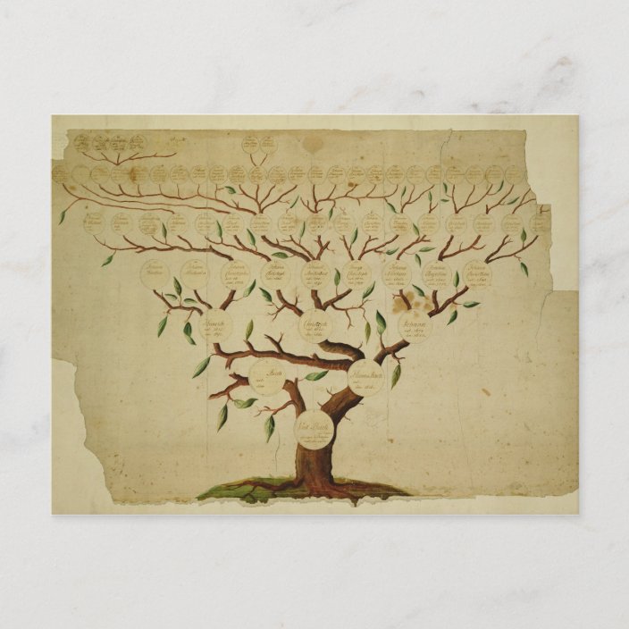 Bach Family Tree, c.1750-1770 Postcard | Zazzle.com