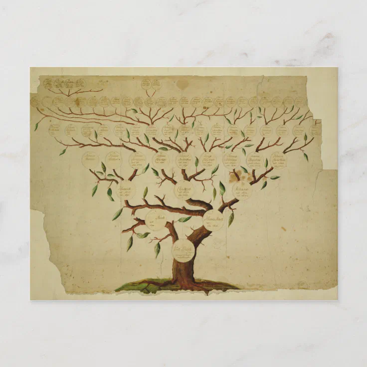 Bach Family Tree, c.1750-1770 Postcard | Zazzle