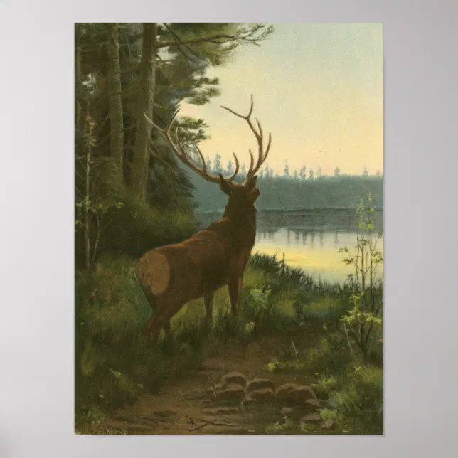 Back view of Elk Looking over a Lake Poster | Zazzle