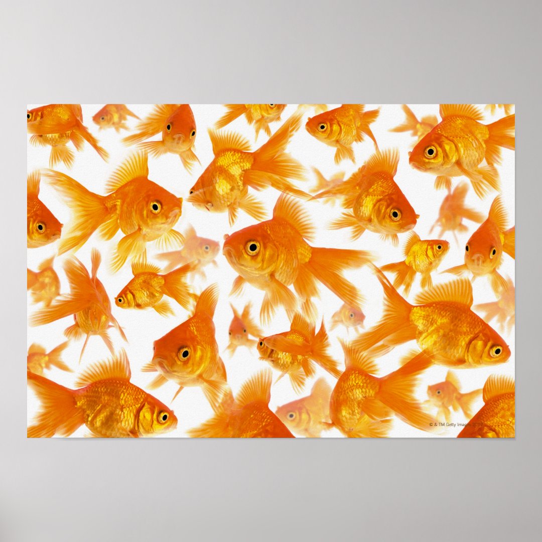 Background Showing a Large Group of Goldfish Poster | Zazzle