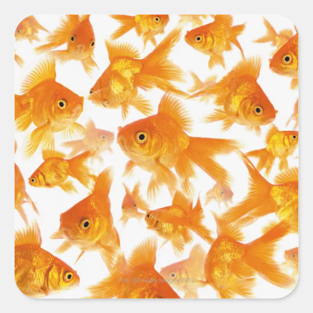 Background Showing a Large Group of Goldfish Square Sticker | Zazzle