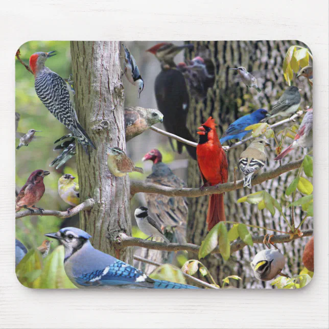 Backyard Bird Mouse Pad | Zazzle