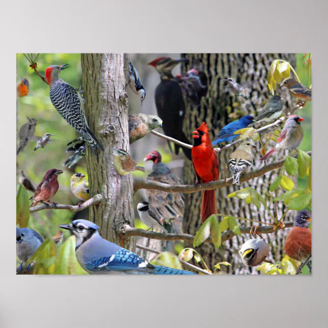 Backyard Bird Poster | Zazzle