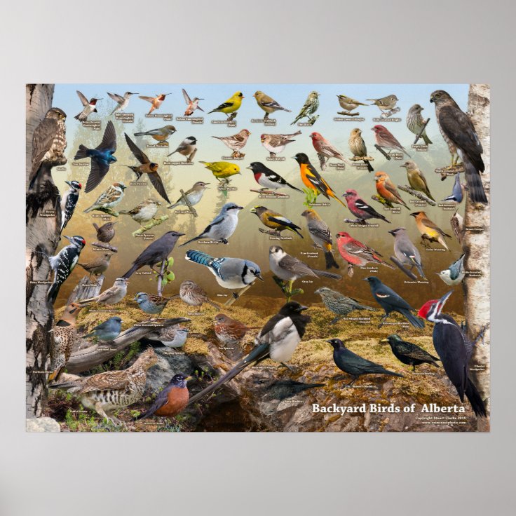 Backyard Birds of Alberta Poster | Zazzle
