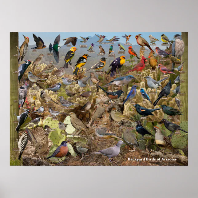Backyard Birds of Arizona ID Poster | Zazzle