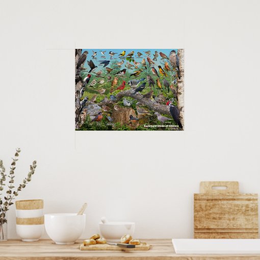 Backyard Birds of Illinois Poster | Zazzle