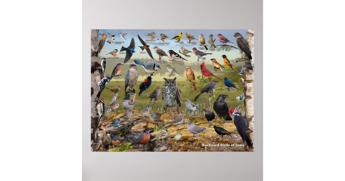 Backyard Birds of Iowa Poster | Zazzle