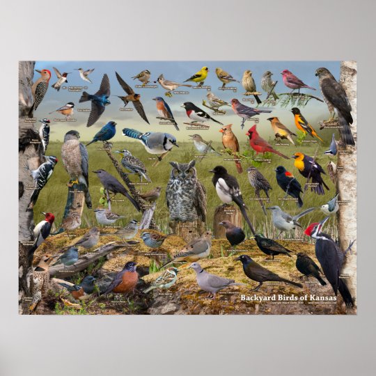 Backyard Birds of Kansas Poster | Zazzle.com