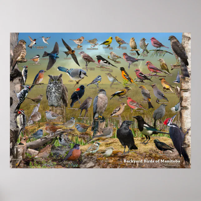 Backyard Birds of Manitoba Poster | Zazzle