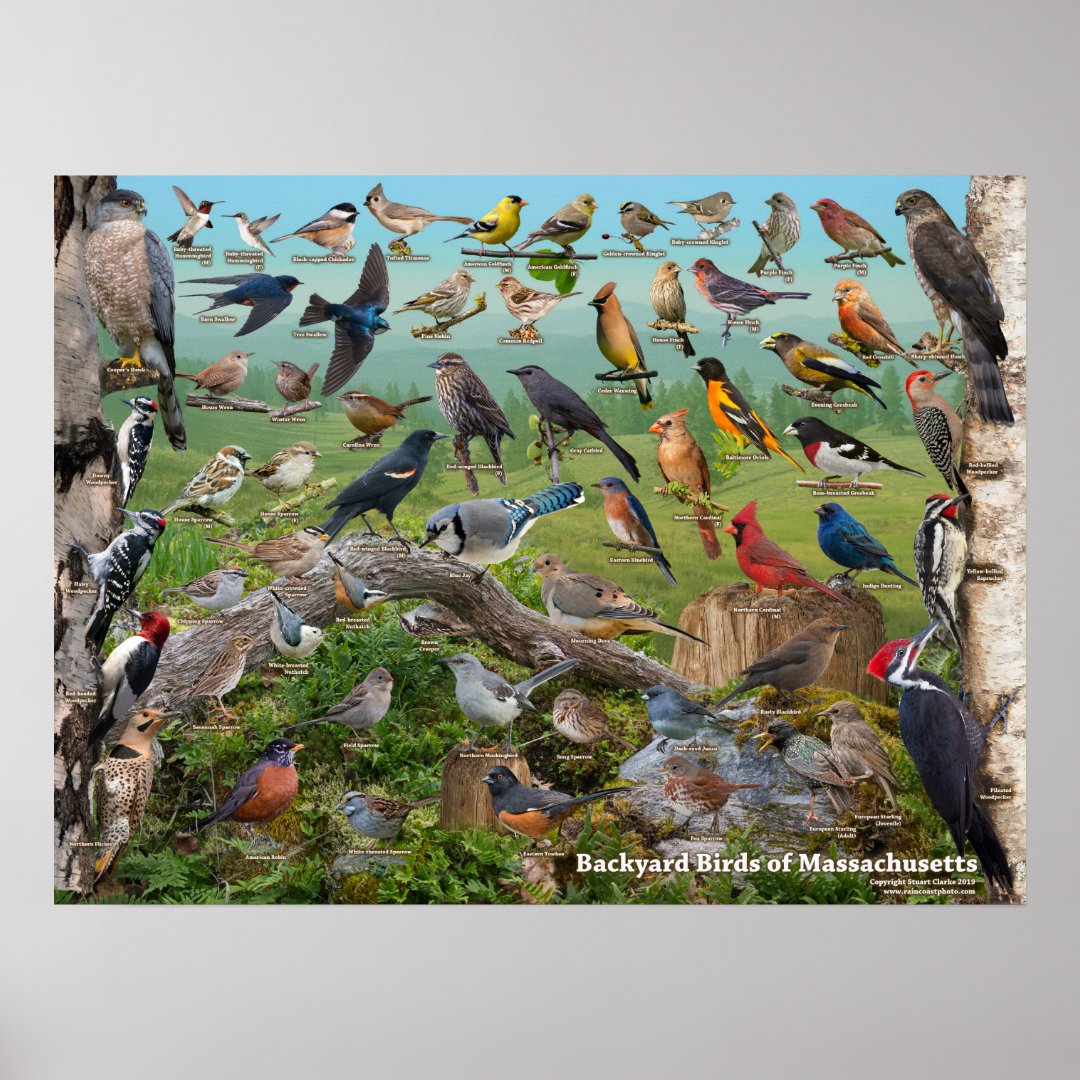 Backyard Birds of Massachusetts Poster | Zazzle