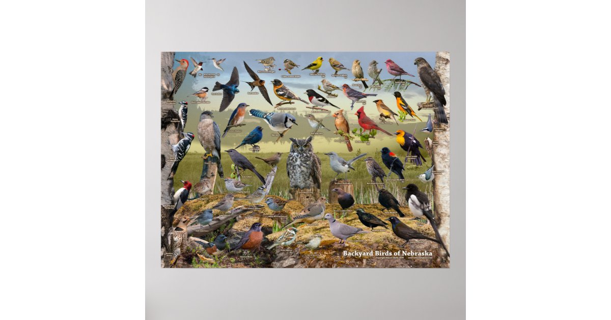 Backyard Birds of Nebraska Poster | Zazzle