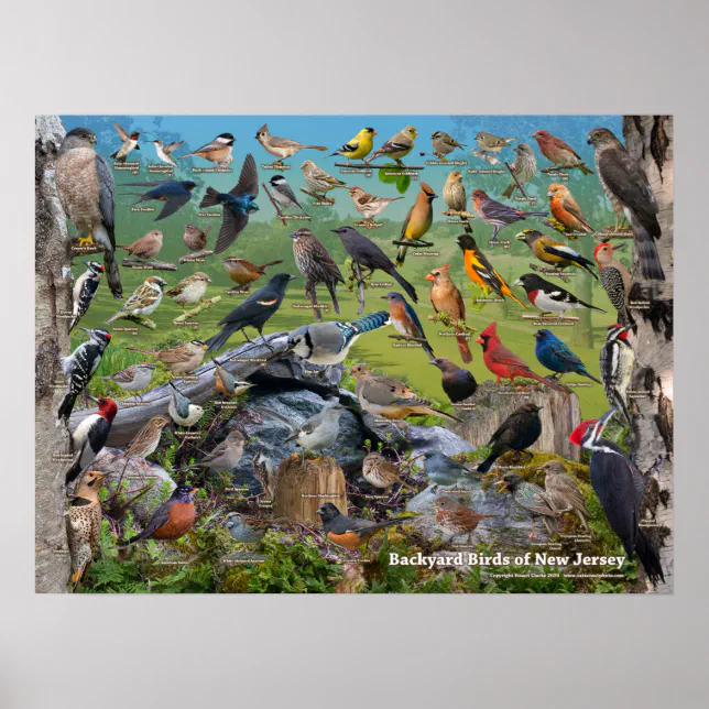 Backyard Birds of New Jersey Poster | Zazzle