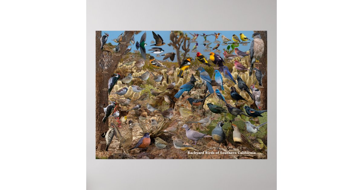 Backyard Birds of Southern California Poster | Zazzle