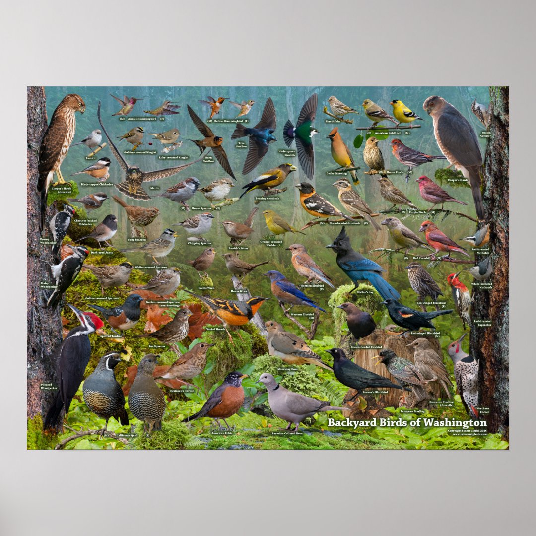 Backyard Birds of Washington State Poster | Zazzle