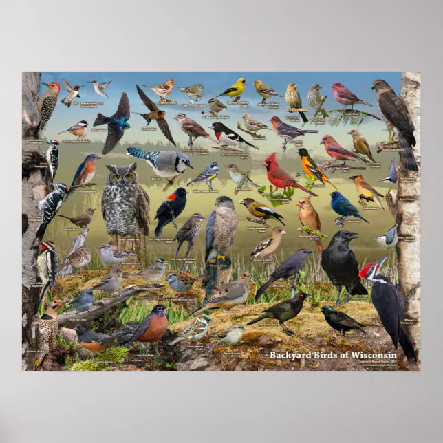 Backyard Birds of Wisconsin Poster | Zazzle
