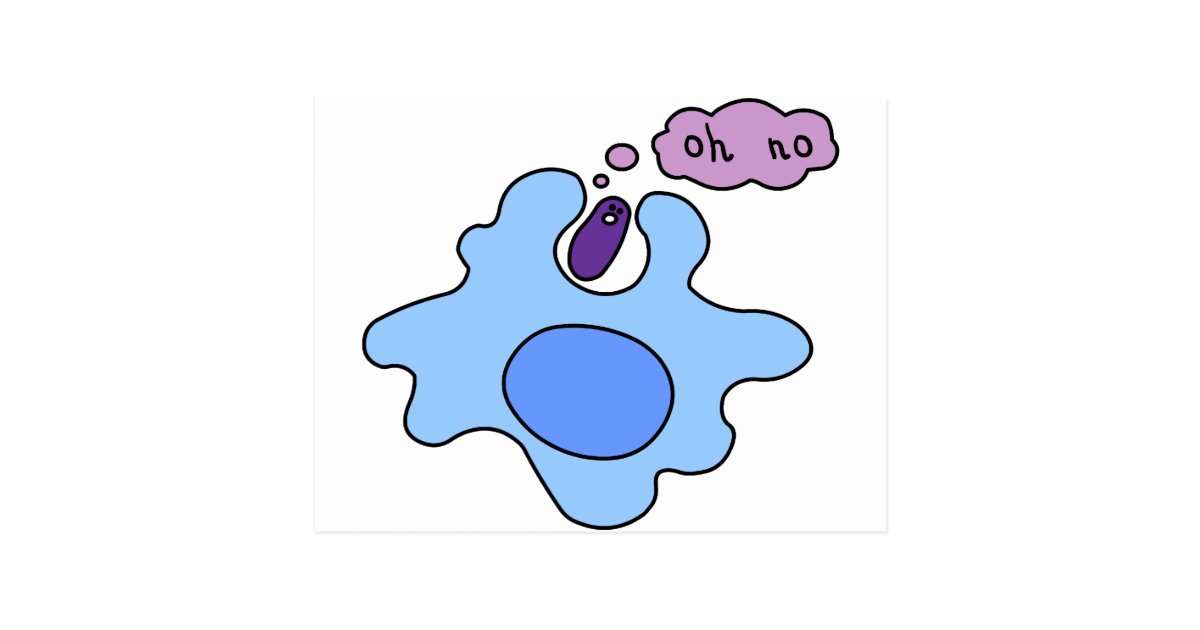 Bacteria Phagocytosis Postcard | Zazzle