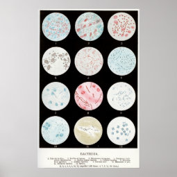Bacteria Poster | Zazzle