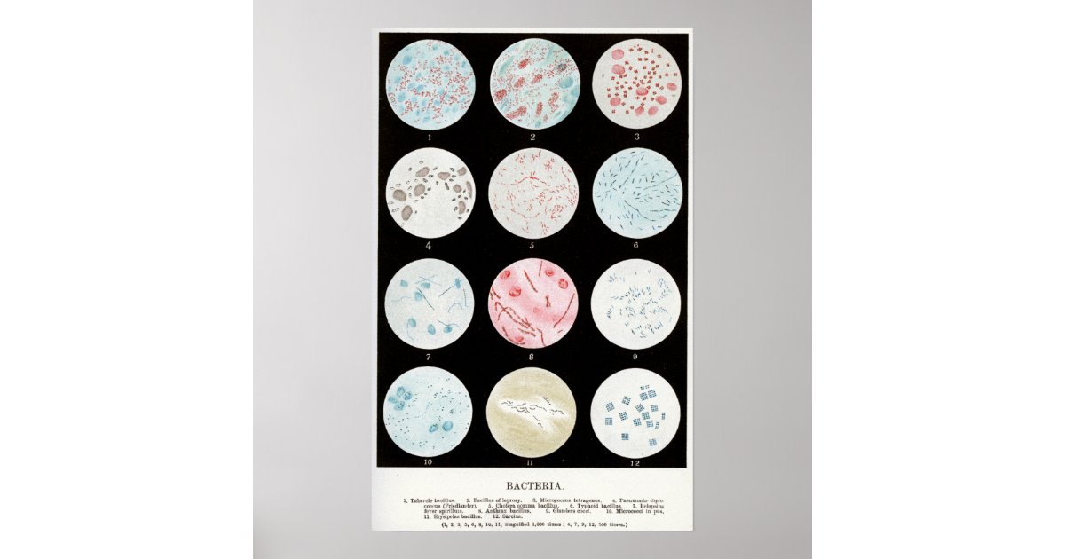 Bacteria Poster | Zazzle