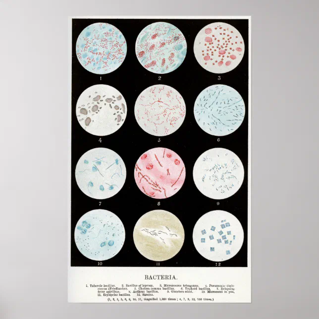 Bacteria Poster | Zazzle