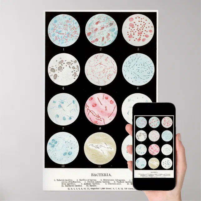 Bacteria Poster | Zazzle