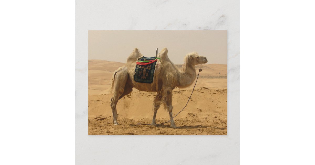 Bactrian Camel Mongolia Postcard | Zazzle