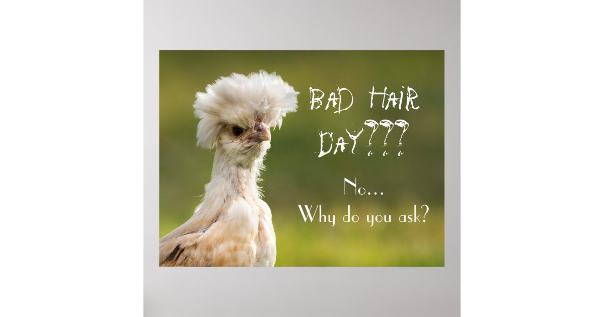 Bad Hair Day Chicken Poster | Zazzle