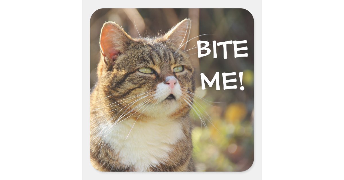 Badass Cats - "BITE ME!" Square Sticker | Zazzle
