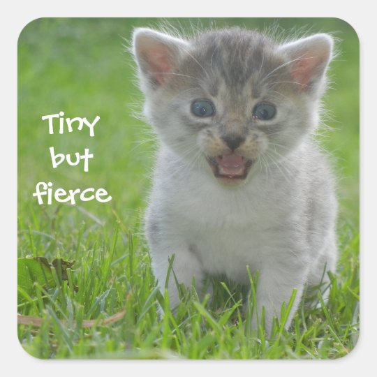 Badass Cats - "Tiny but Fierce" Square Sticker | Zazzle.com