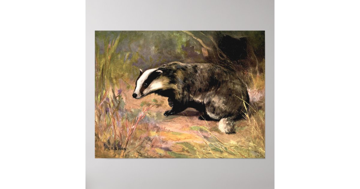 Badger by CE Swan, Vintage Forest Animals Poster | Zazzle