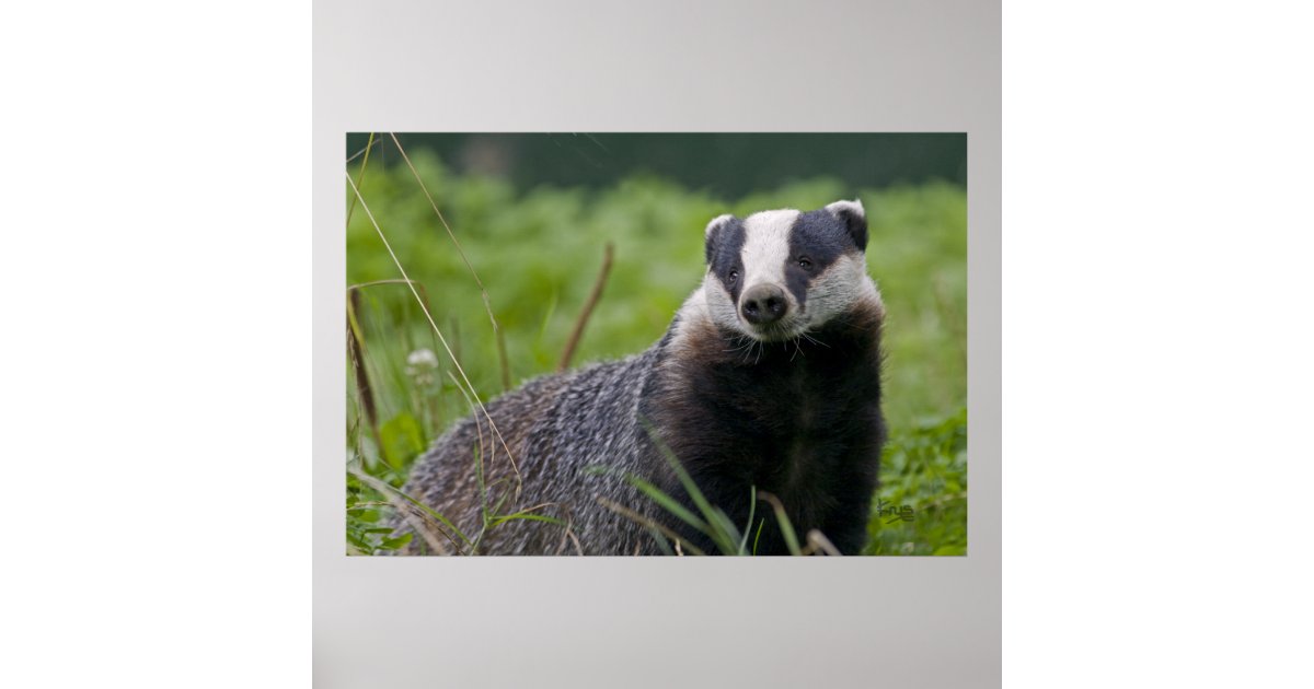 Badger Print | Zazzle