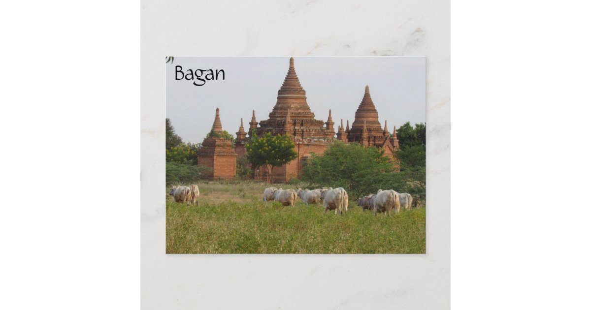 bagan temple cattle postcard | Zazzle