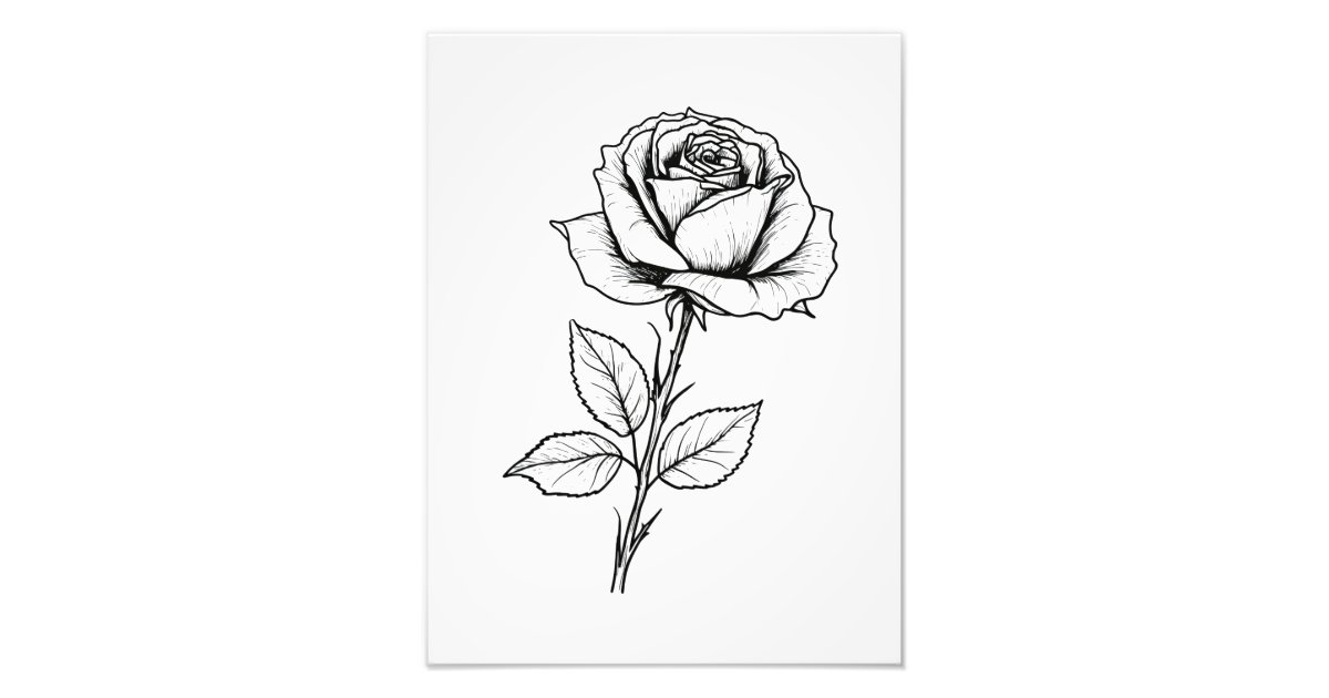 Balck White Rose Line Art Photo Print | Zazzle