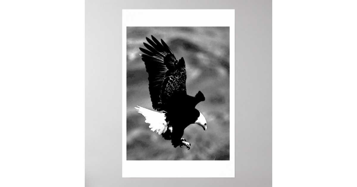 Bald American Eagle Poster Print BW Eagles Posters | Zazzle