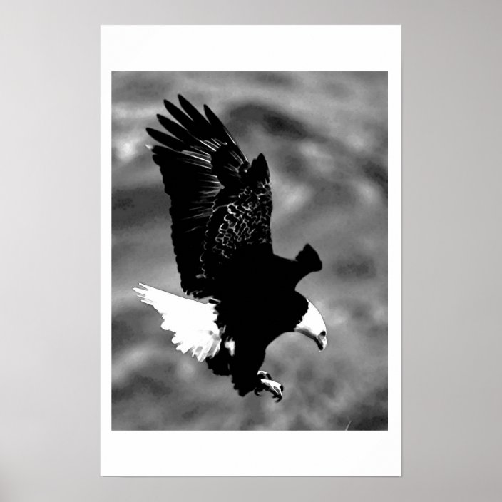 Bald American Eagle Poster Print BW Eagles Posters | Zazzle.com