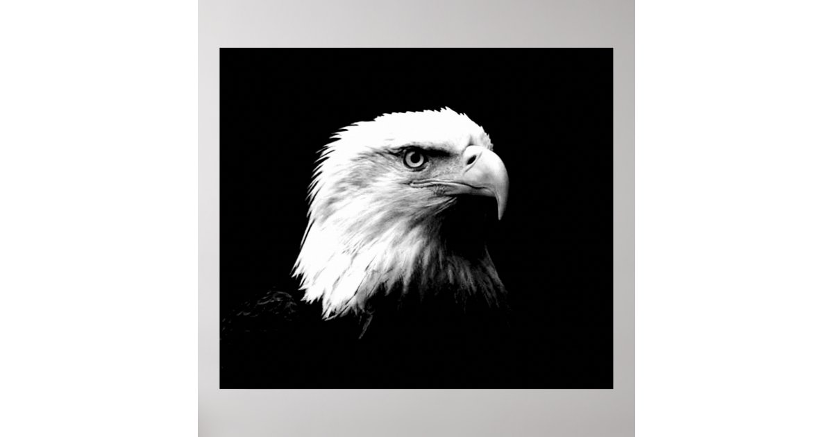 Bald Eagle American Eagle Poster Print | Zazzle