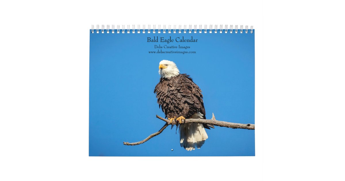 Bald Eagle Calendar 2026 | Zazzle