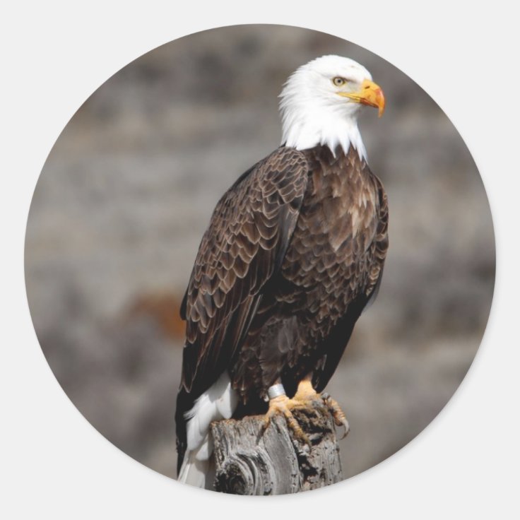 Bald Eagle Classic Round Sticker | Zazzle