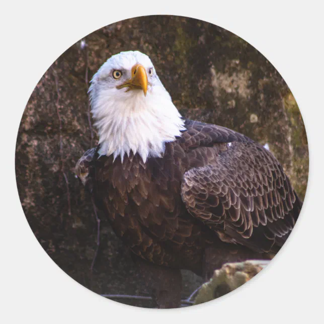 Bald Eagle Classic Round Sticker | Zazzle