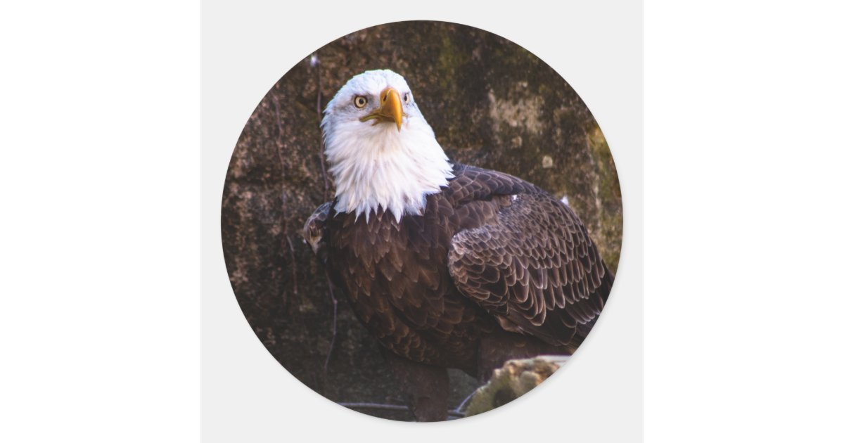 Bald Eagle Classic Round Sticker | Zazzle