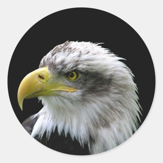 Bald Eagle Classic Round Sticker | Zazzle.com