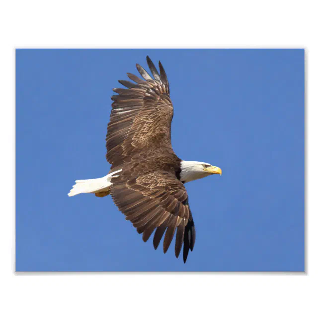 Bald Eagle Flight Photo Print | Zazzle